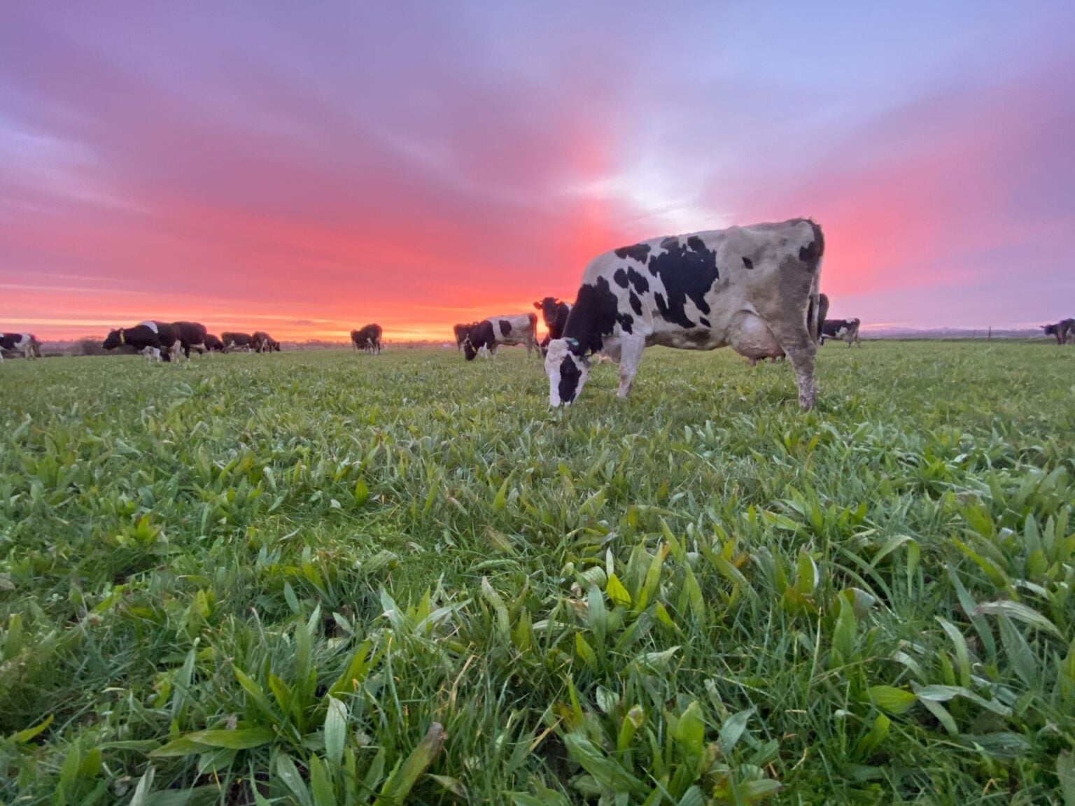 Teagasc to host Waterford farm walk for dairy farmers considering ...